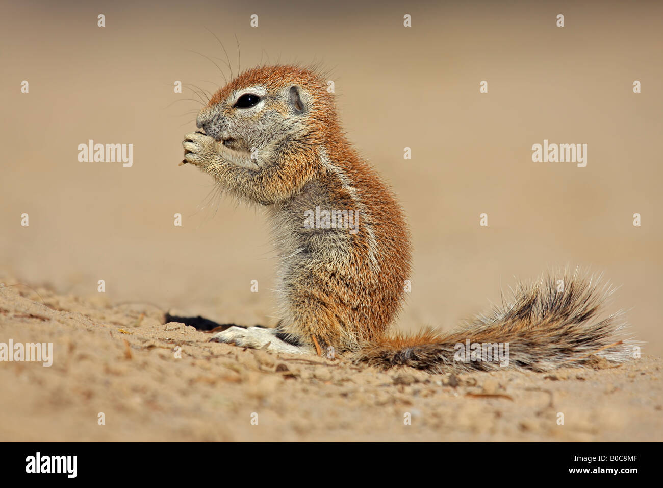 Inquisitive ground squirrel (Xerus inaurus), Kgalagadi Transfrontier ...