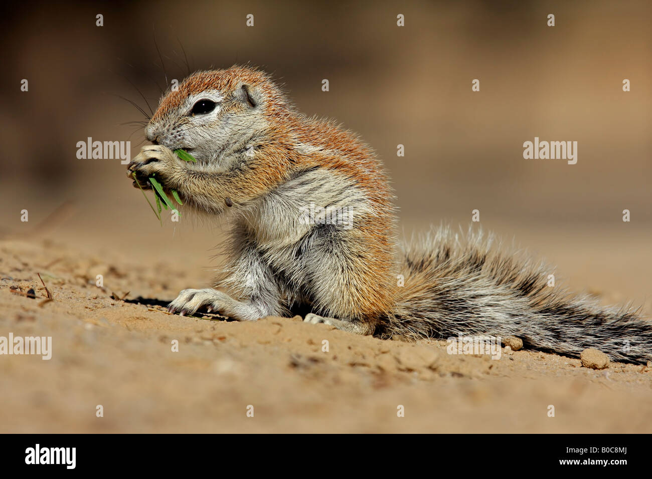 Inquisitive ground squirrel (Xerus inaurus), Kgalagadi Transfrontier ...