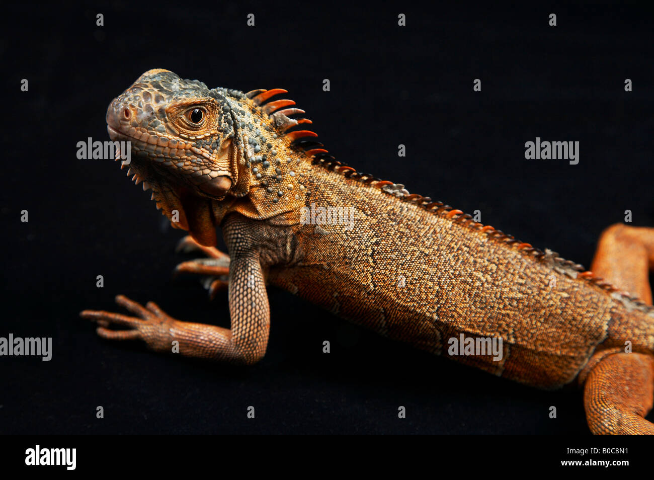 Side view of Red Iguana Stock Photo - Alamy