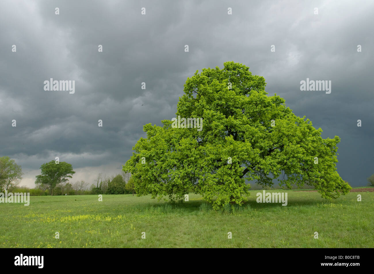 Natural oak quercus wood texture hi-res stock photography and images ...