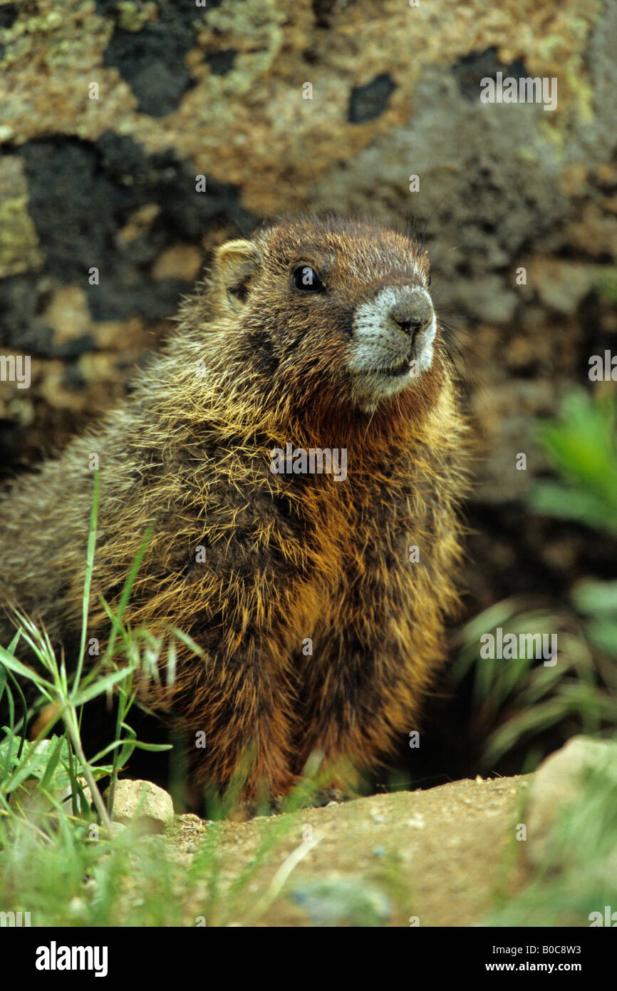 Yellow Bellied Marmot Marmota flaviventris sitting at the entrance to ...