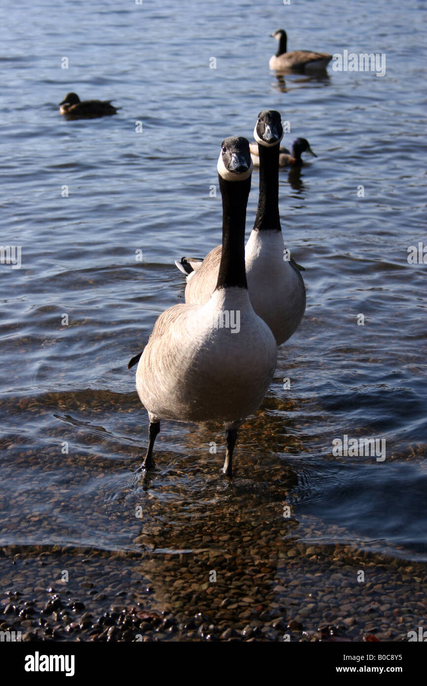 Derwent water birds hi-res stock photography and images - Alamy