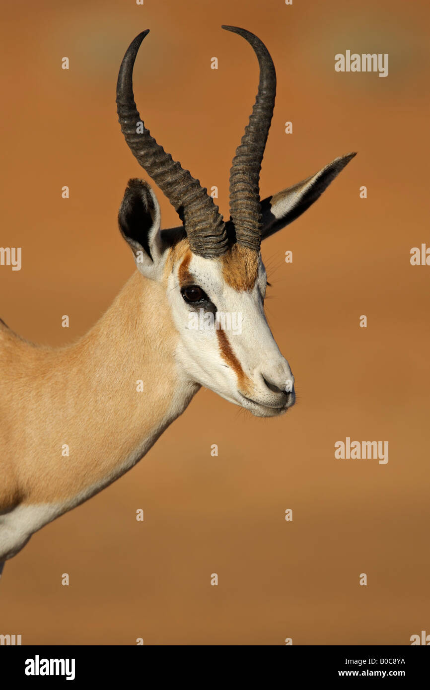 Springbok face hi-res stock photography and images - Alamy