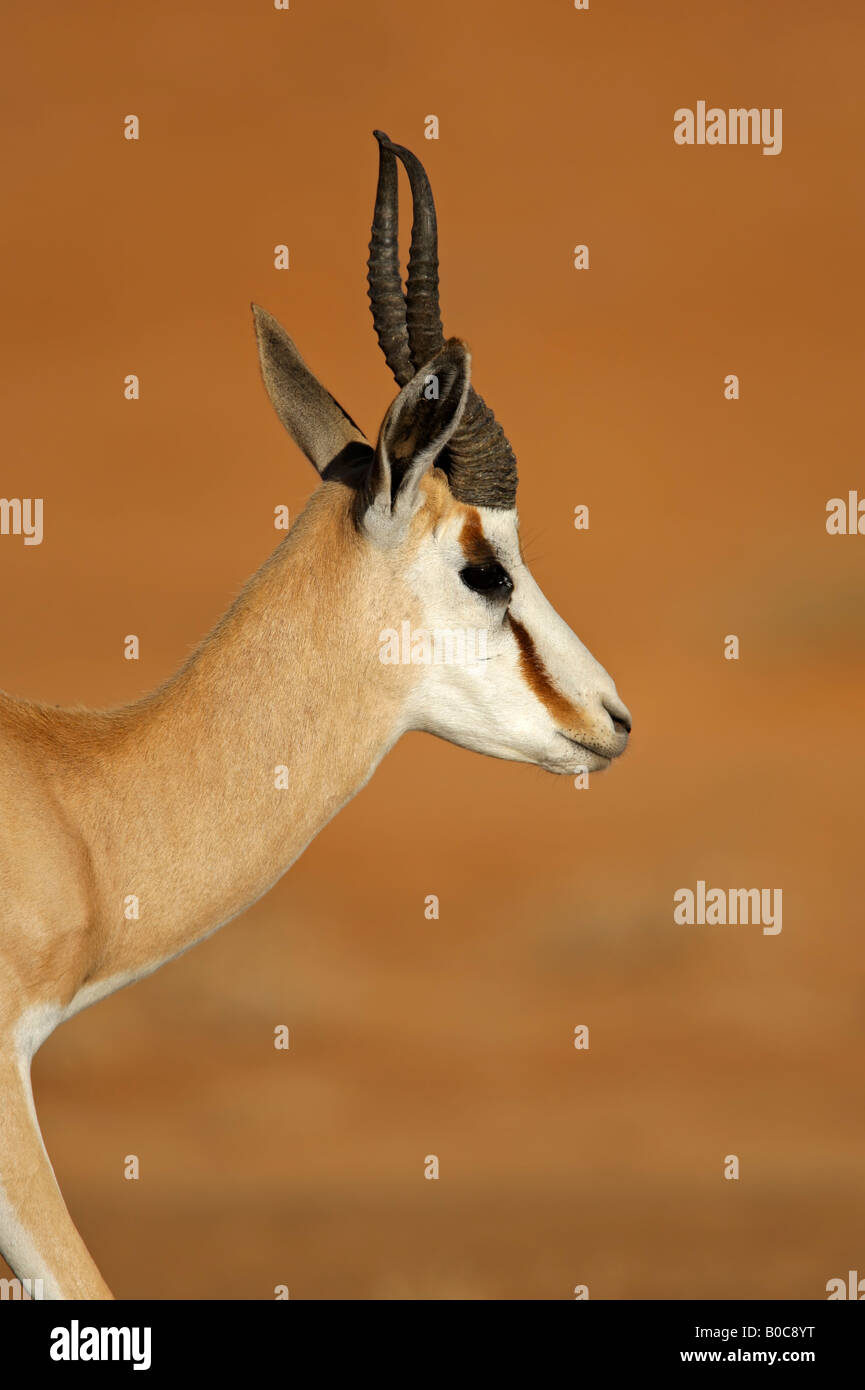 Springbok face hi-res stock photography and images - Alamy