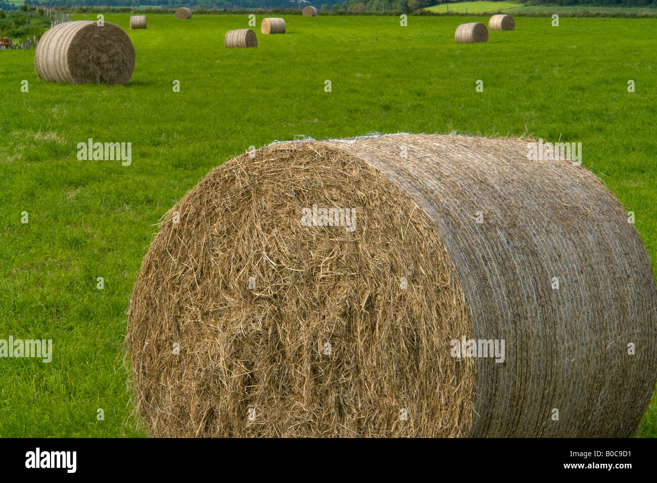 Bales of grass hi-res stock photography and images - Alamy