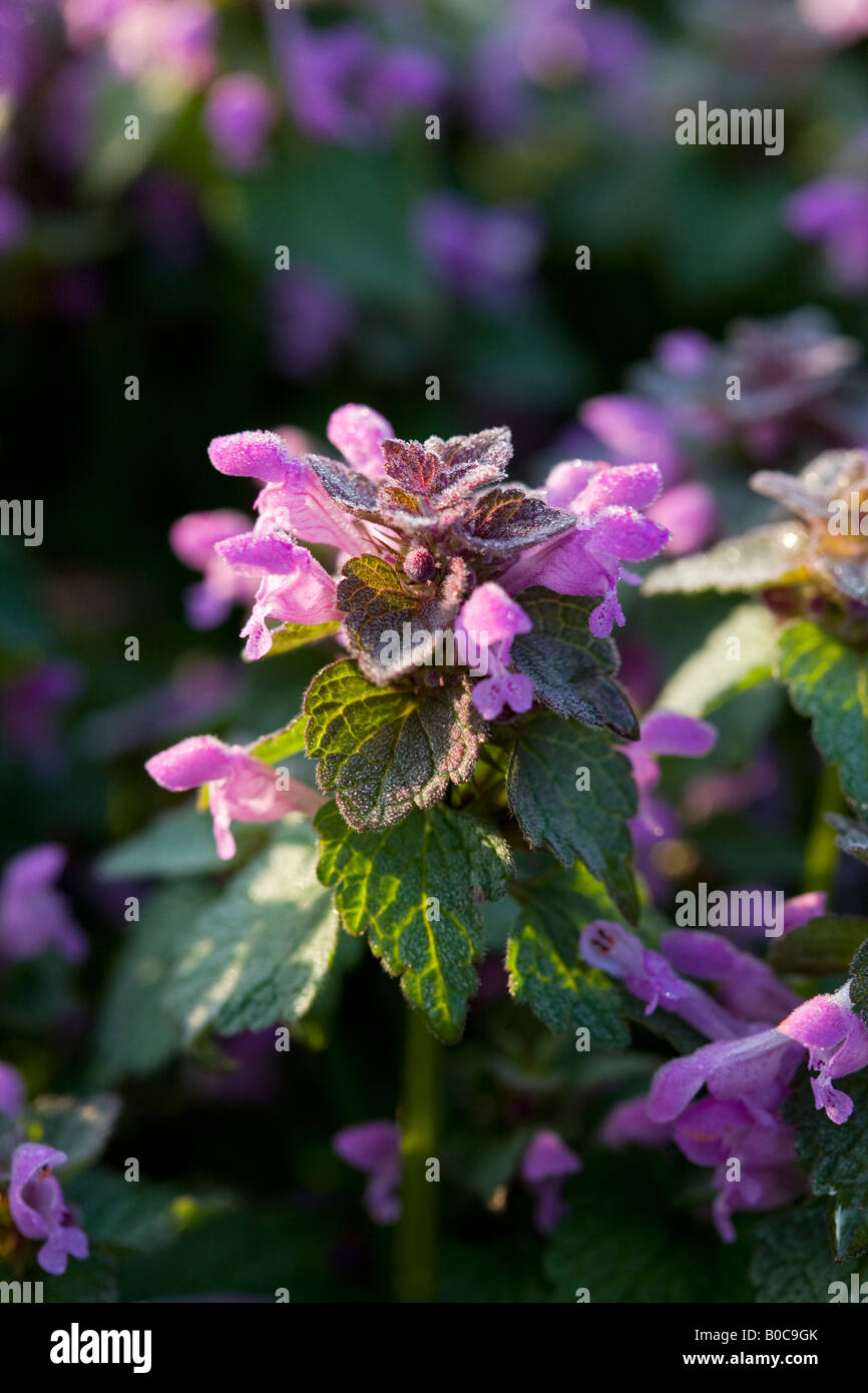 Lamium maculatum hi-res stock photography and images - Alamy
