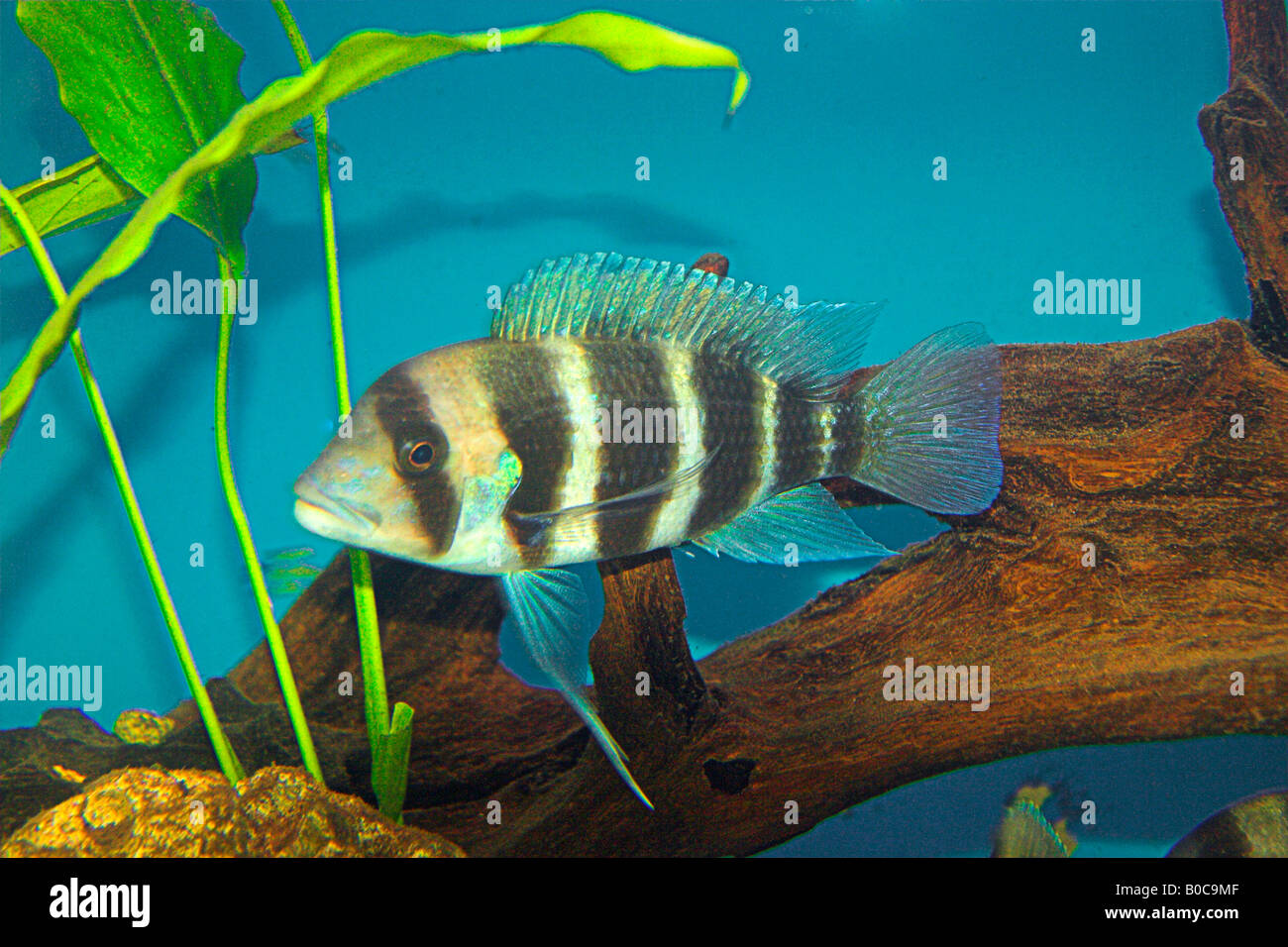 A Stripped Tropical Zebra Fish Sarawak Stock Photo - Alamy
