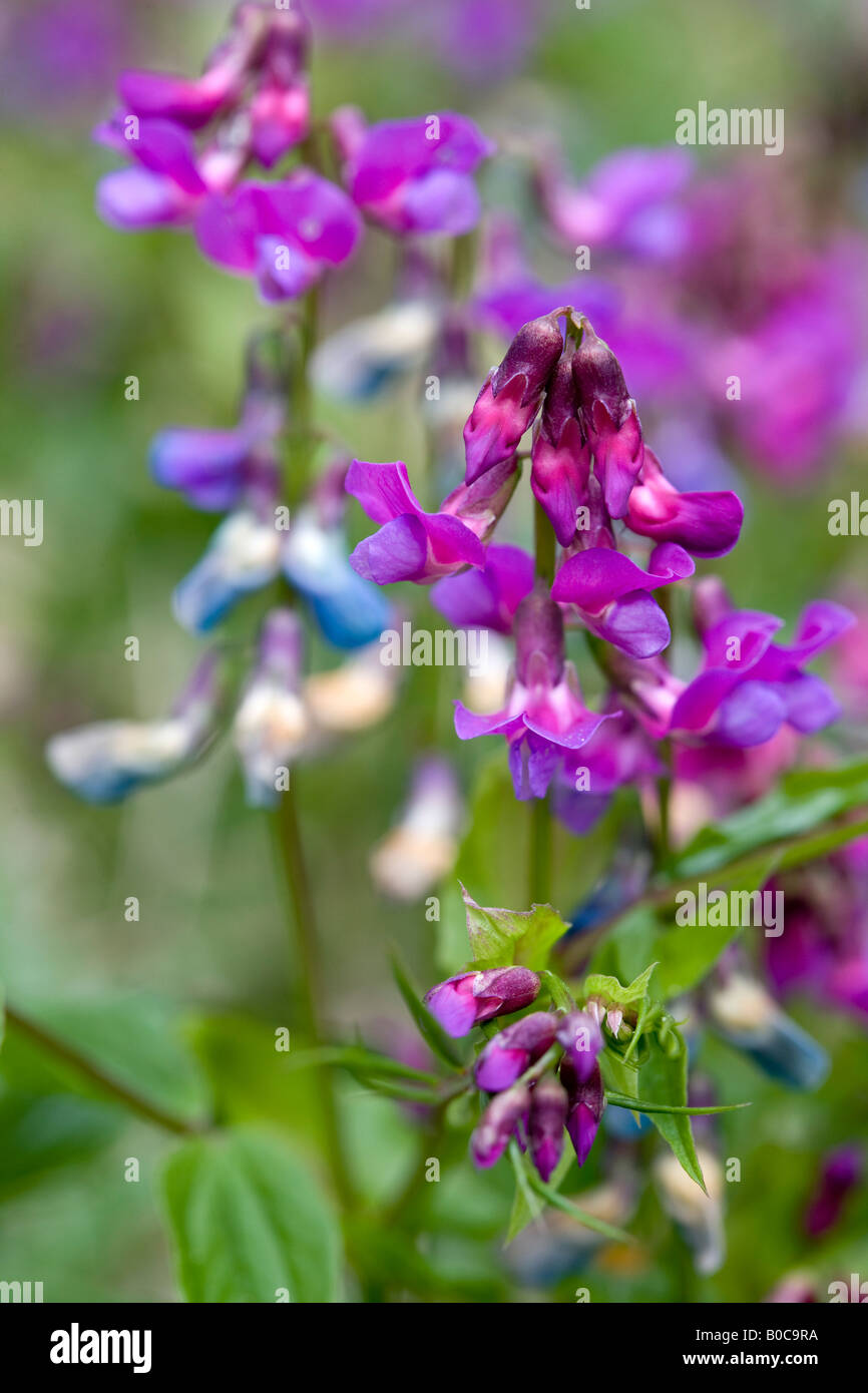 Lathyrus vernus hi-res stock photography and images - Alamy