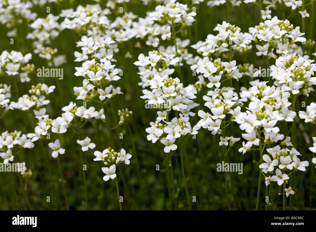 Running rockcress hi-res stock photography and images - Alamy