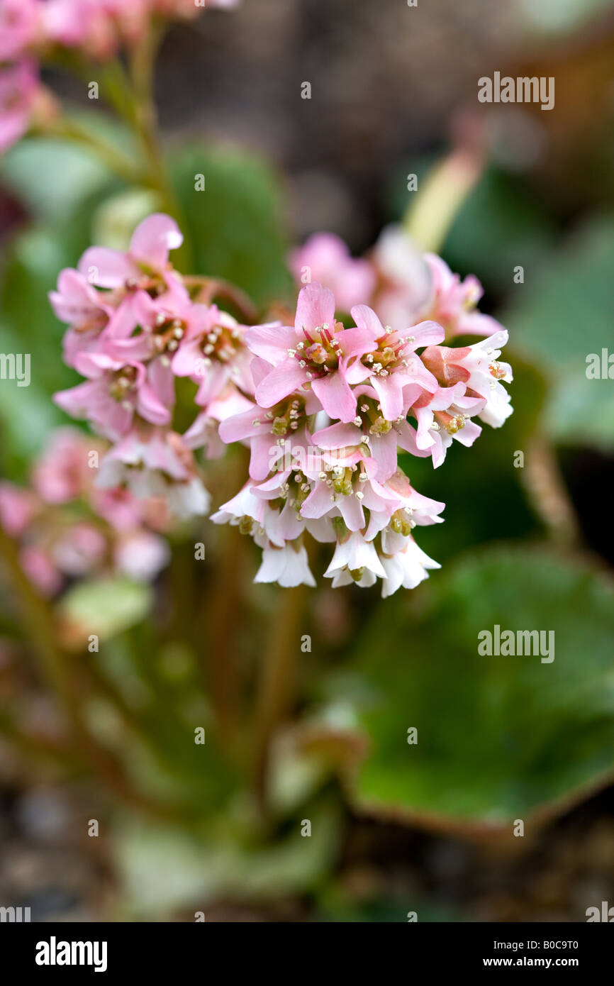Bergenia (Bergenia stracheyi Stock Photo - Alamy