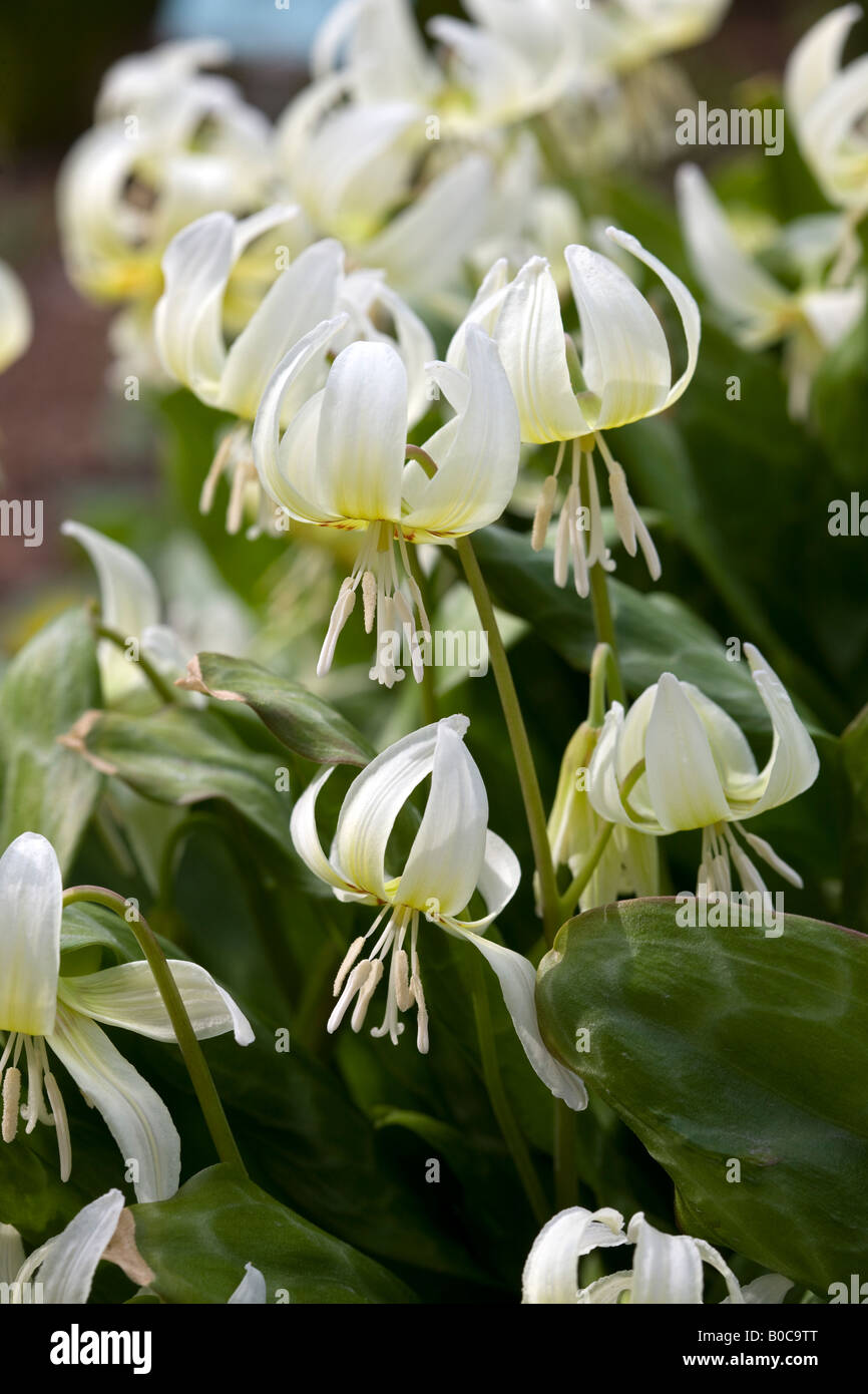 Dog’s Tooth Violet, Trout lily Stock Photo - Alamy