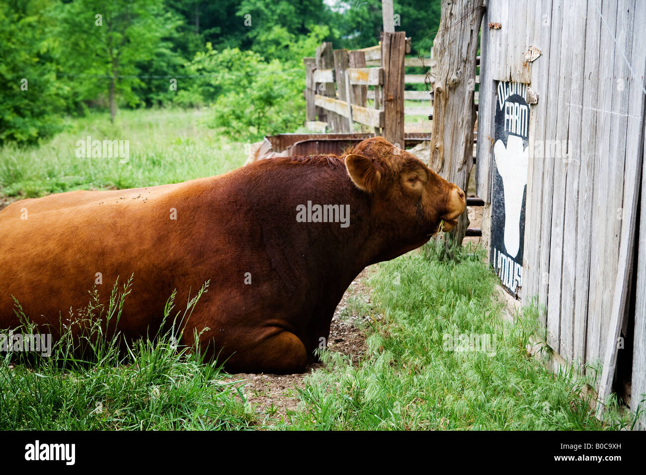 Bull pen barn hi-res stock photography and images - Alamy