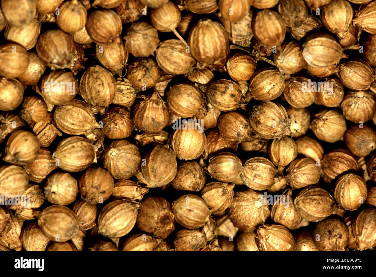 "CORIANDER SEED (Coriandrum sativum Stock Photo - Alamy