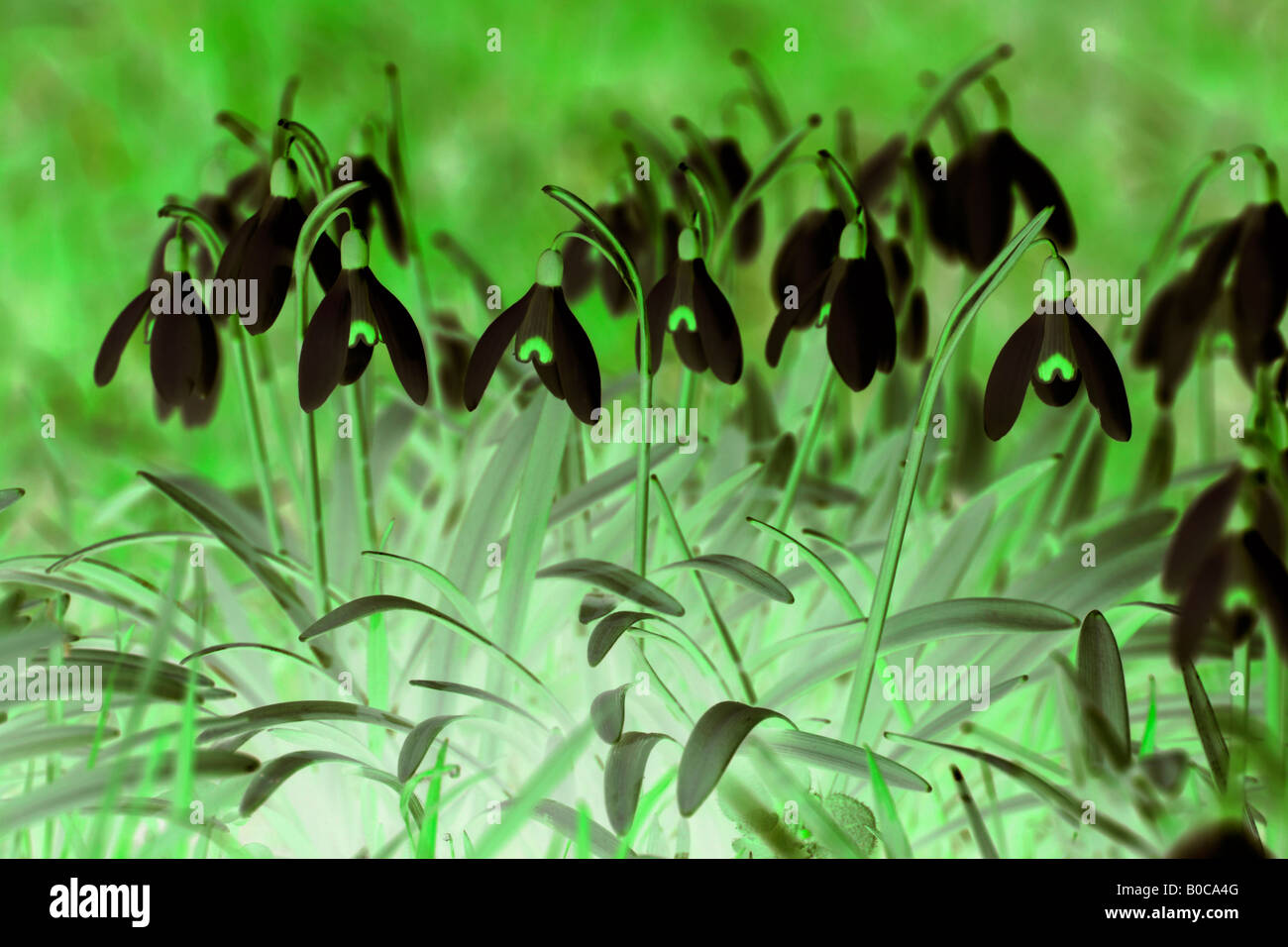 Snowdrop flower Galanthus nivalis in inverted colour England UK Stock ...