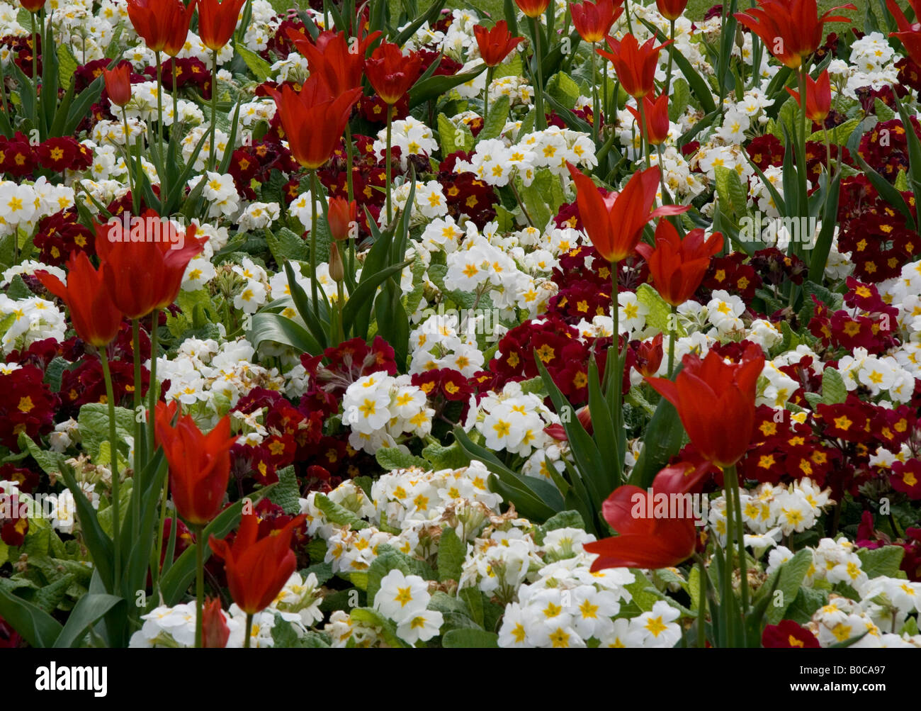 Display of Scarlet tulips and red and white primulas, taken at ...