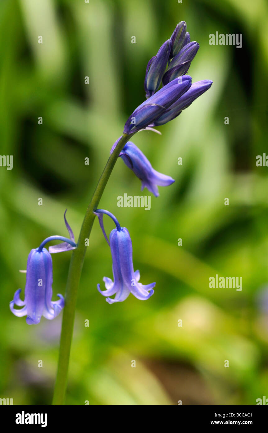 Bluebell walks hi-res stock photography and images - Alamy