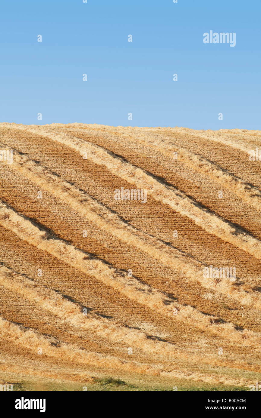 Hayfield canadian prairies canada hi-res stock photography and images ...