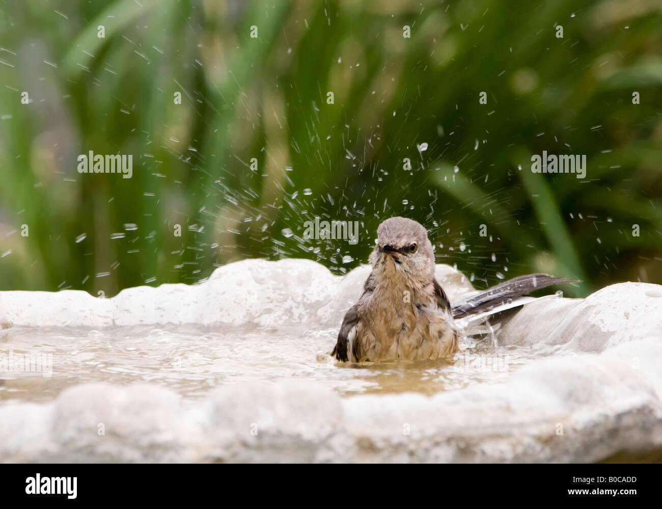 Mockingbird hi-res stock photography and images - Alamy