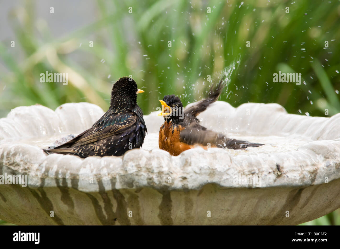 Angry robin hi-res stock photography and images - Alamy