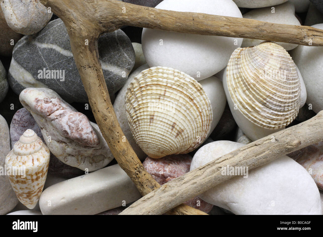 Assortment of stones, shells and wood sticks from a beach Stock Photo ...