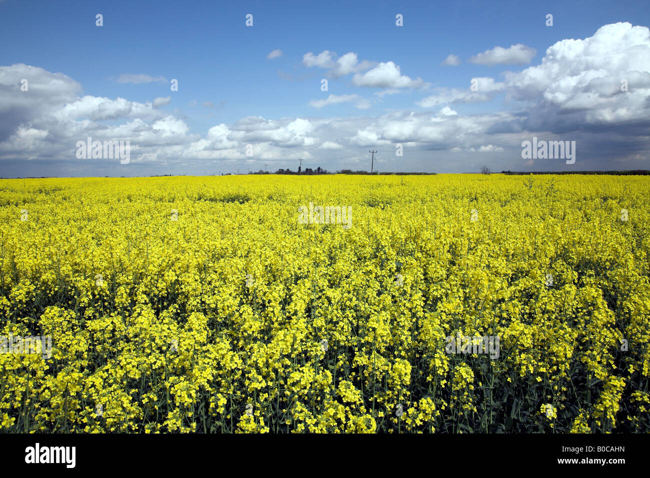Rapeseed animal feed hi-res stock photography and images - Alamy