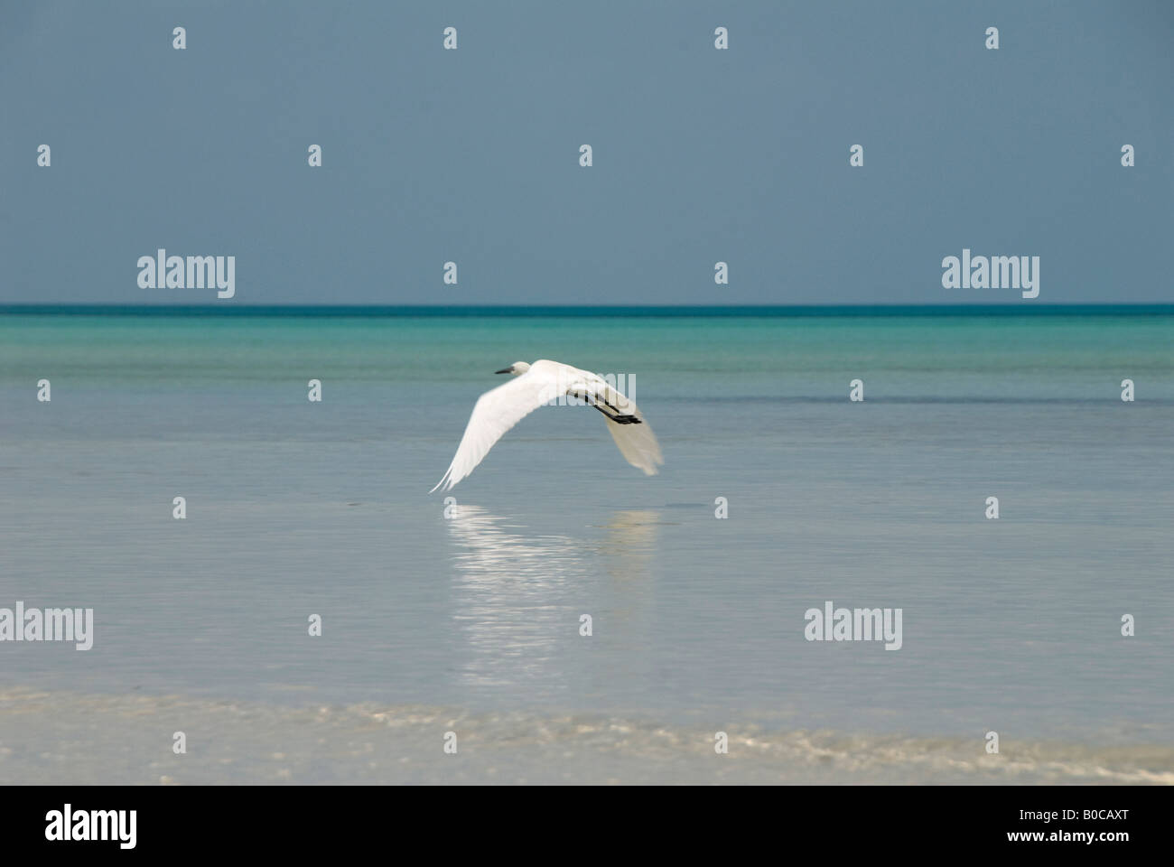 Flying stork hi-res stock photography and images - Alamy