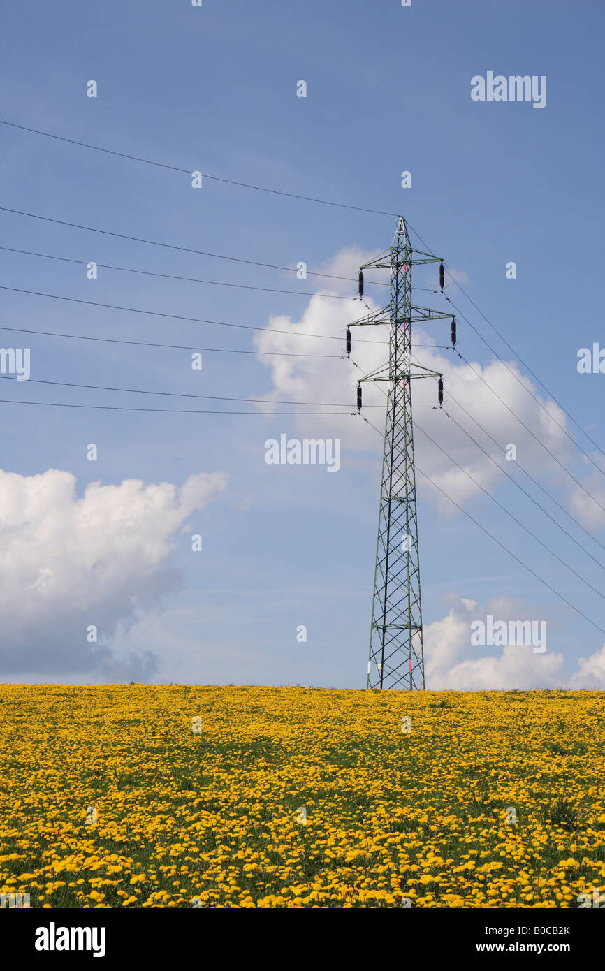 electrical power line in meadow with dandelion flowers Czech Republic ...