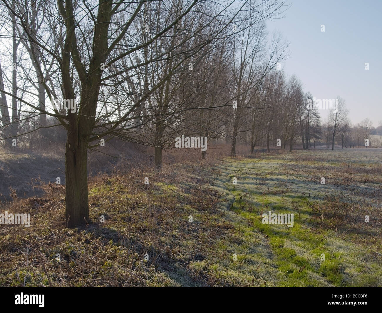 Frosty Spring Morning Stand of White Willow Stock Photo - Alamy