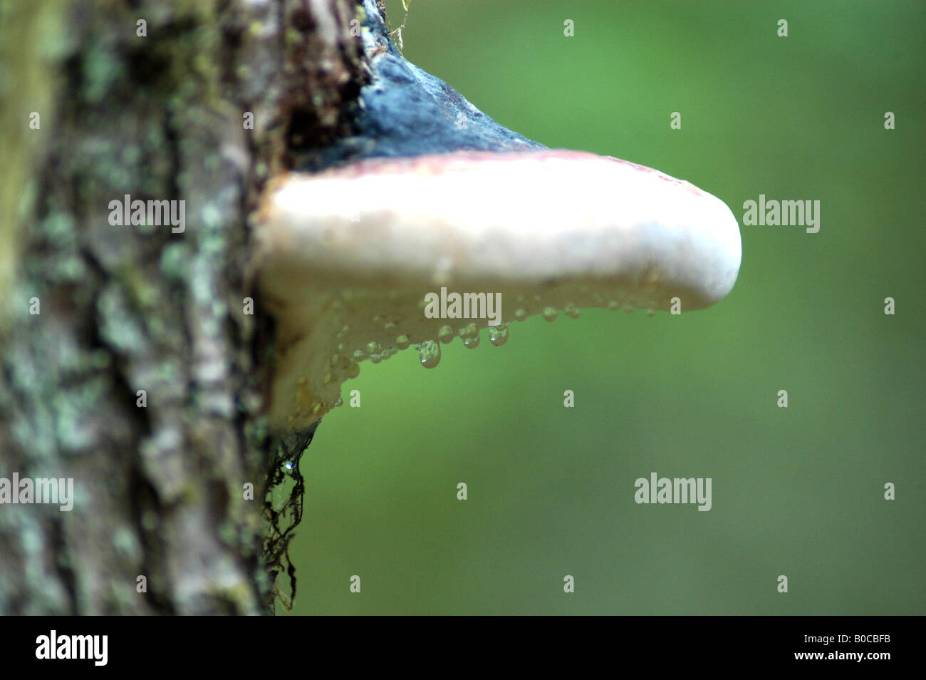 Fungs hi-res stock photography and images - Alamy