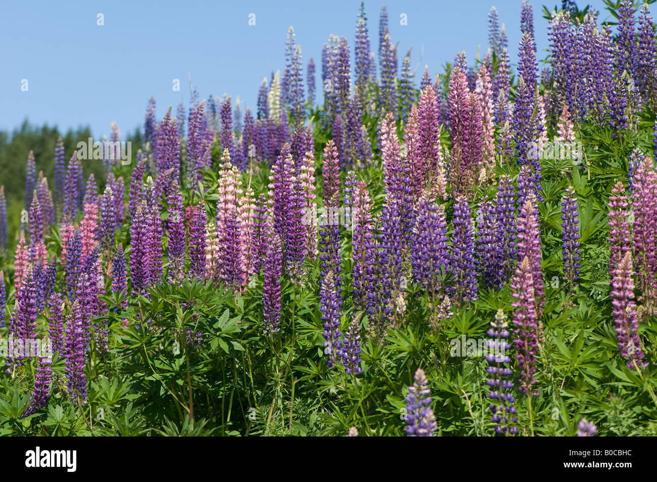 Invasive flora plant perennial lupinus polyphyllus horizontal cape ...