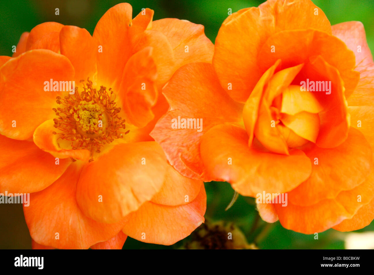 Orange colored plants hi-res stock photography and images - Alamy