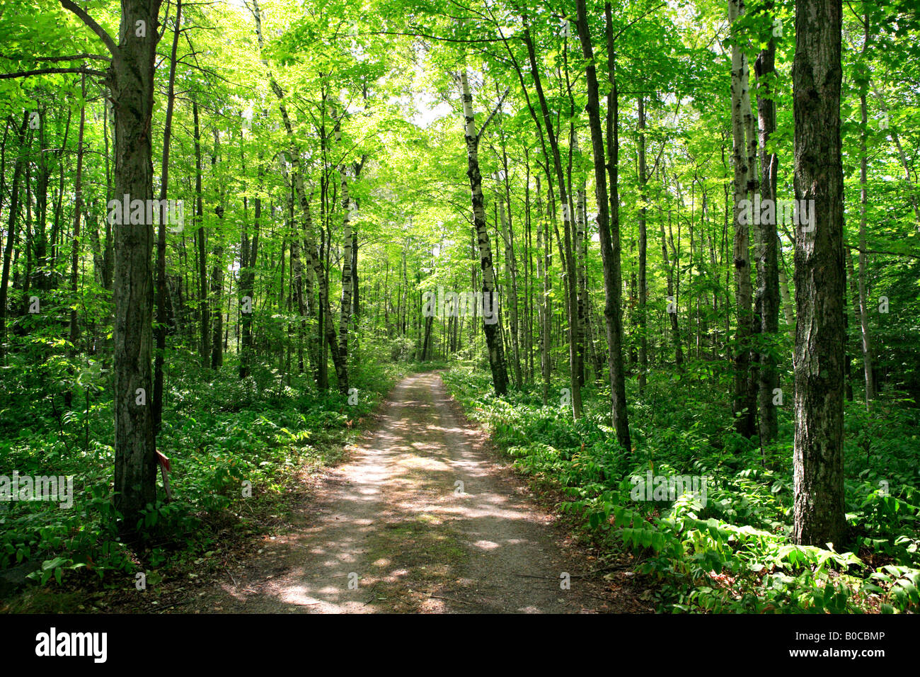 ROAD THROUGH A FOREST ON WASHINGTON ISLAND DOOR COUNTY NORTHEASTERN ...