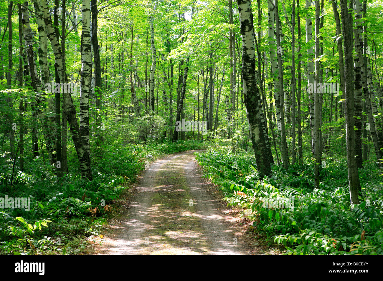 ROAD THROUGH A BIRCH FOREST IN SUMMER ON WASHINGTON ISLAND DOOR COUNTY ...