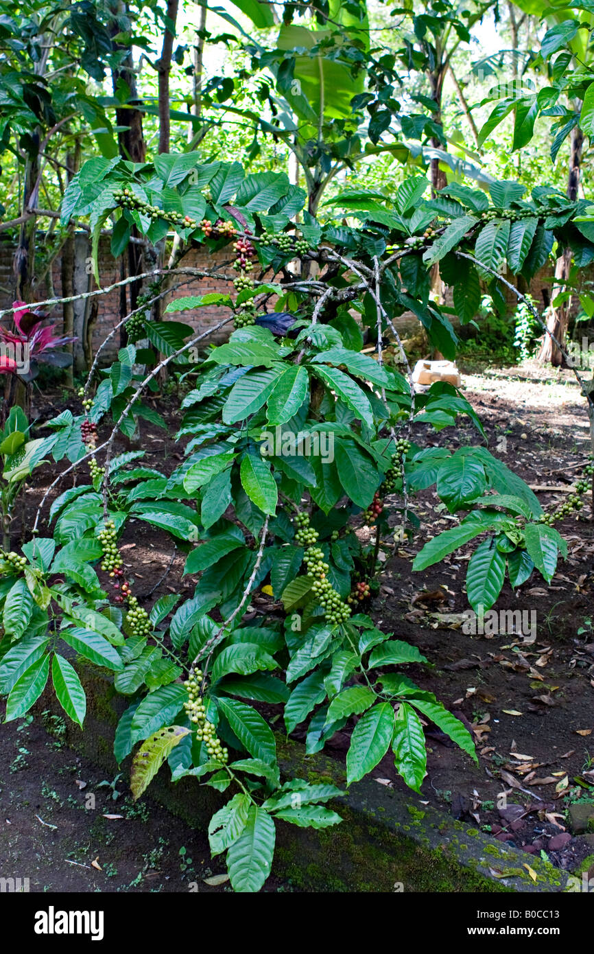Coffee plant (coffea canephora), Java, Indonesia, Asia Stock Photo - Alamy