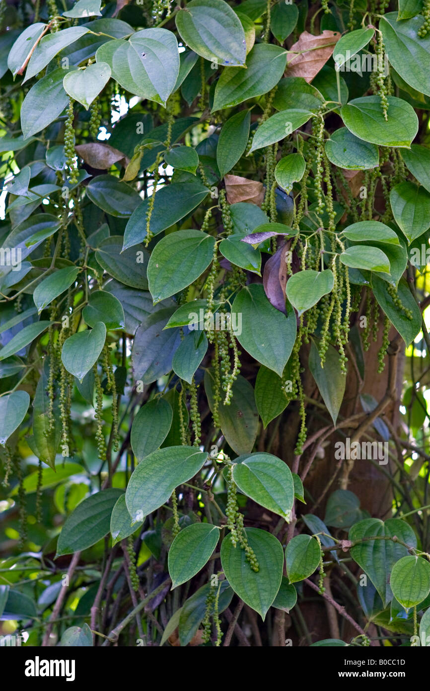 Black Pepper (Piper Nigrum) plant, Java, Indonesia, Asia Stock Photo ...