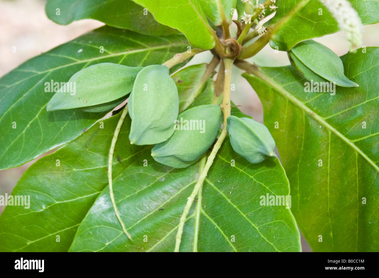 Tropical almond Terminalia catappa Republic of Panama Central America ...