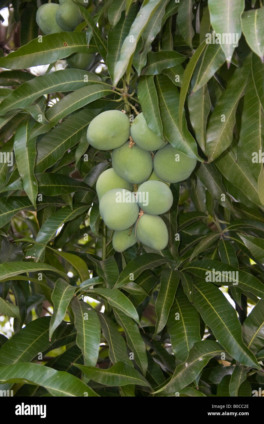 City of mango tree hi-res stock photography and images - Alamy