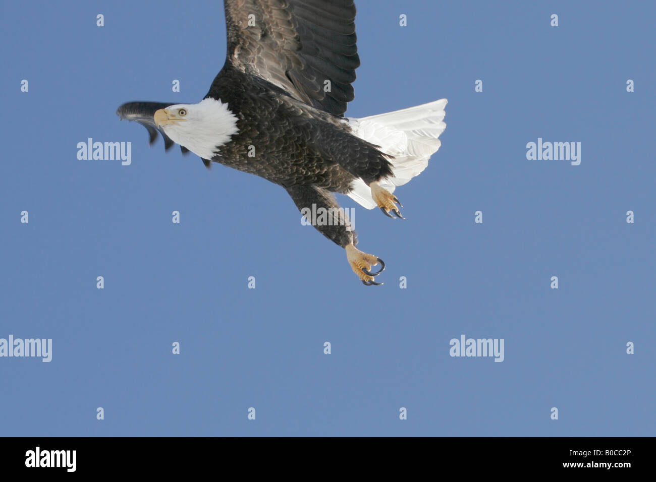Bald Eagle Haliaeetus leucocephalus in flight Stock Photo - Alamy