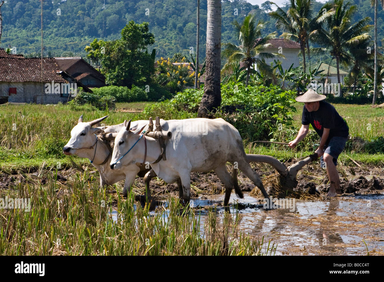 Plowing a rice field in Kalibaru, Java, Indonesia, Asia Stock Photo - Alamy