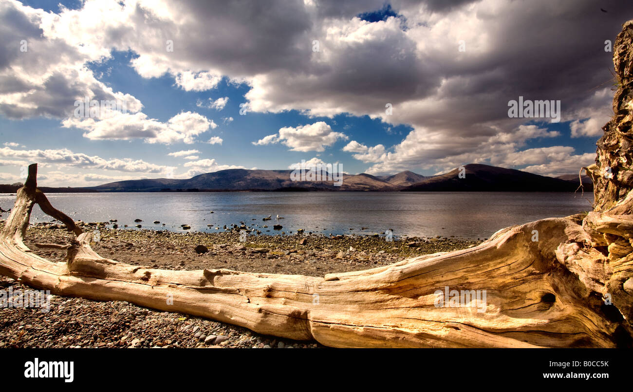 Tree flotsam hi-res stock photography and images - Alamy