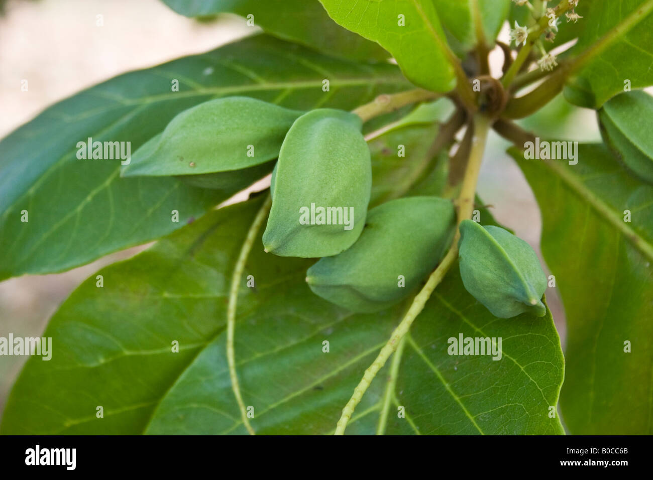 Terminalia catappa hi-res stock photography and images - Alamy