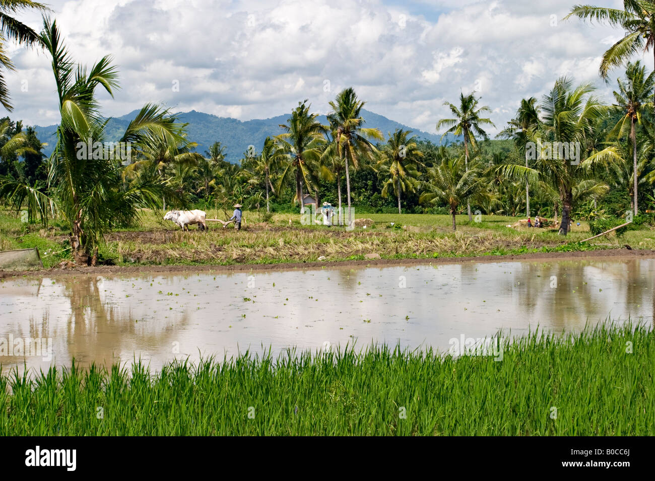 Plowing a rice field in Kalibaru, Java, Indonesia, Asia Stock Photo - Alamy