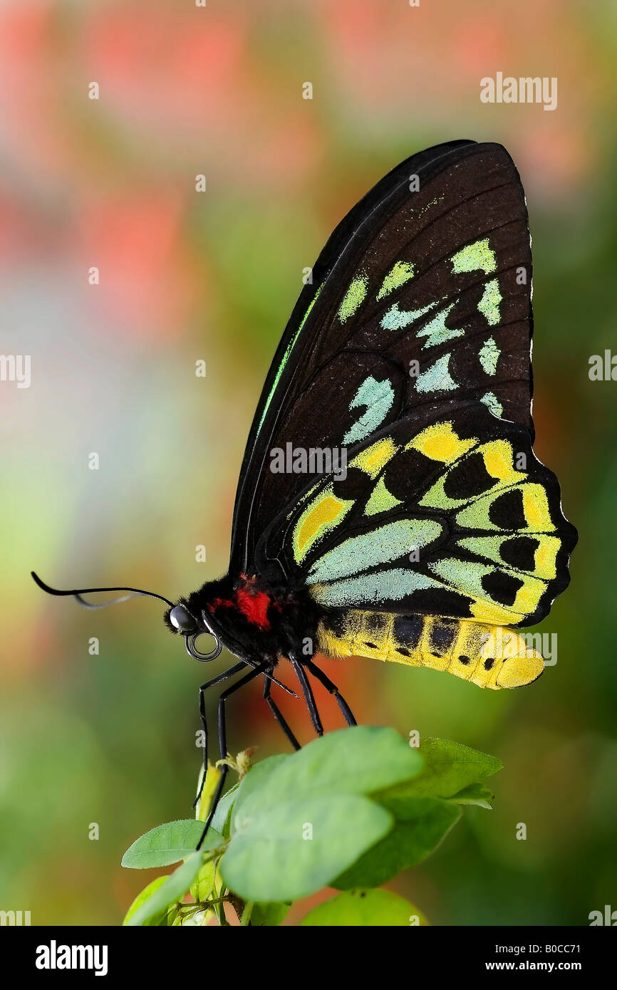 Green priamus butterfly hi-res stock photography and images - Alamy