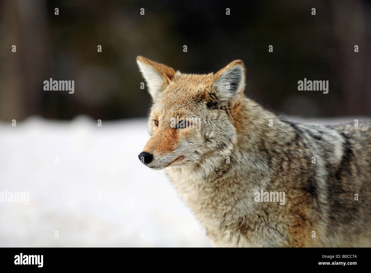 Portrait of a coyote Stock Photo - Alamy
