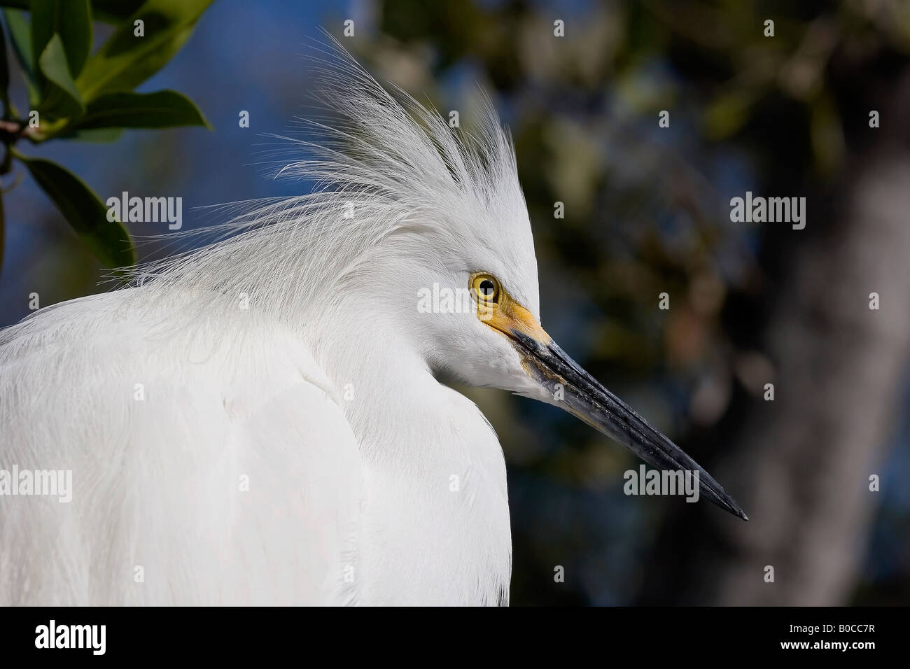 Snowy Egret Egretta thula face close up Stock Photo - Alamy