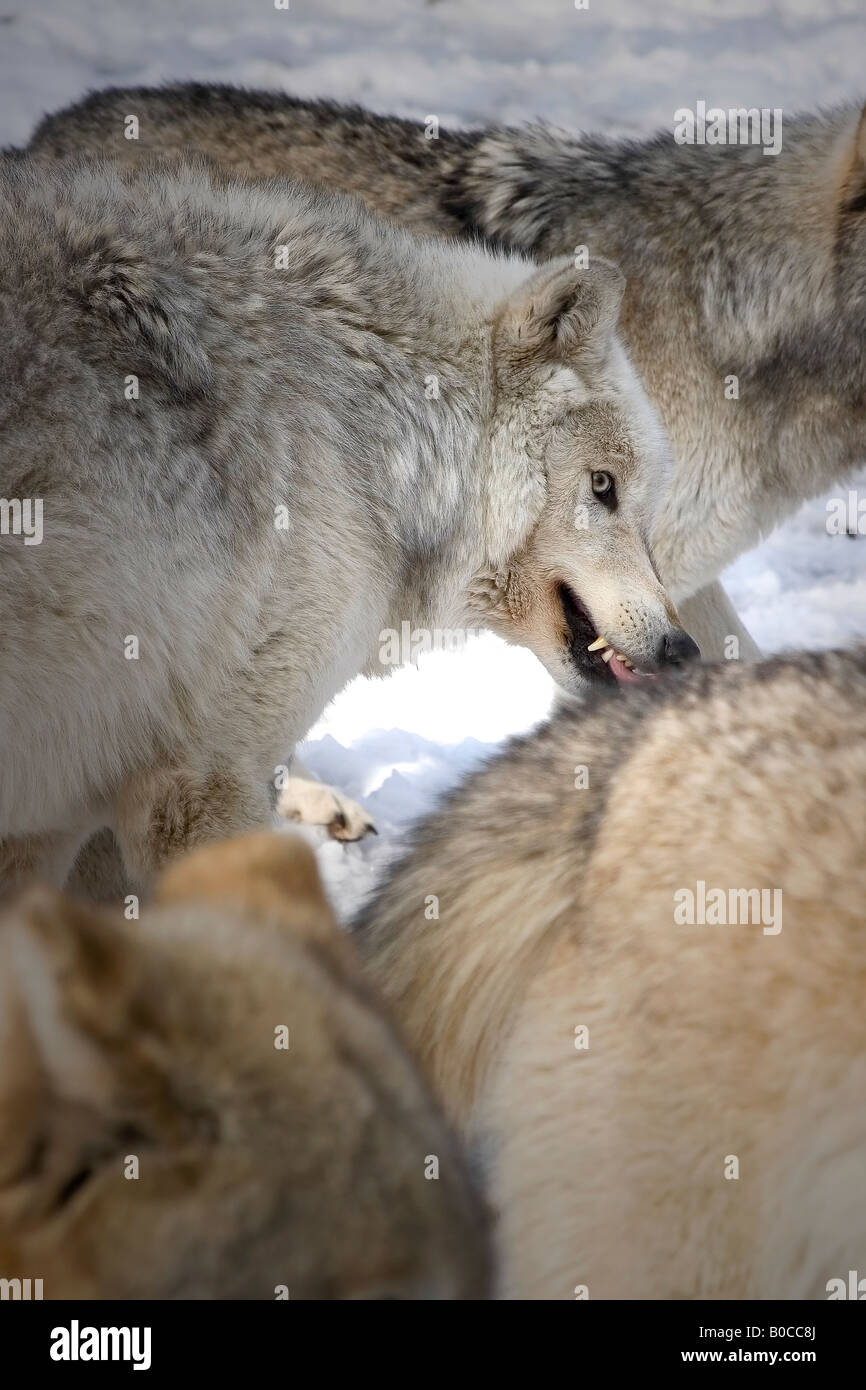 Grey wolf growling hi-res stock photography and images - Alamy