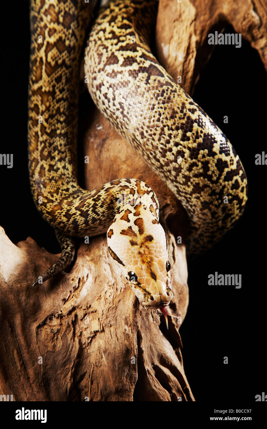 Prairie Kingsnake coiling down the tree Stock Photo - Alamy