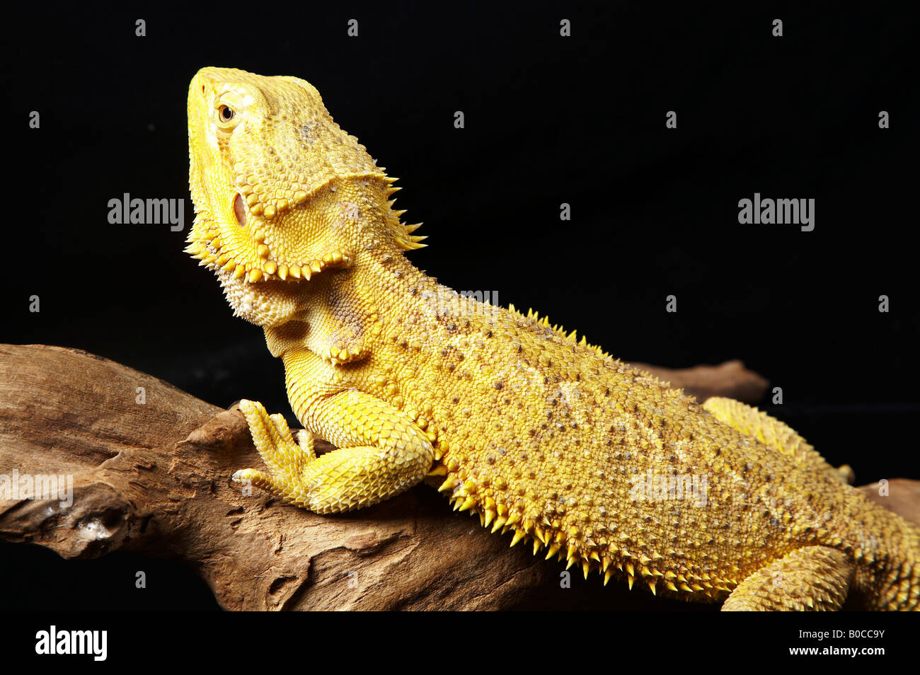 Bearded Dragon with head up Stock Photo - Alamy