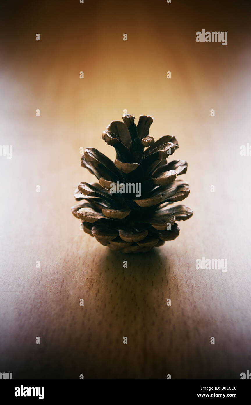 One single pine cone Stock Photo - Alamy