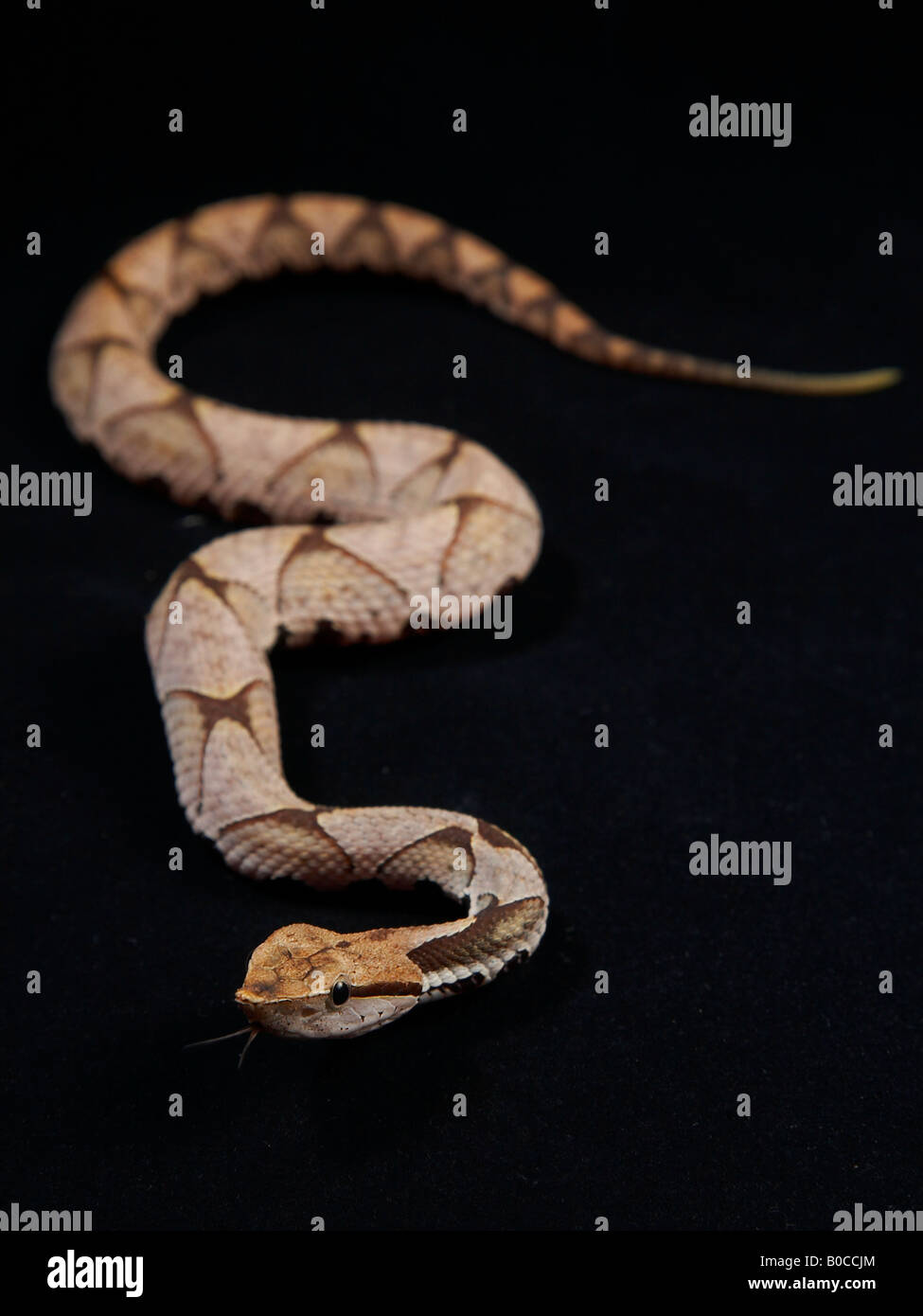Sharp Nose Viper Stock Photo - Alamy